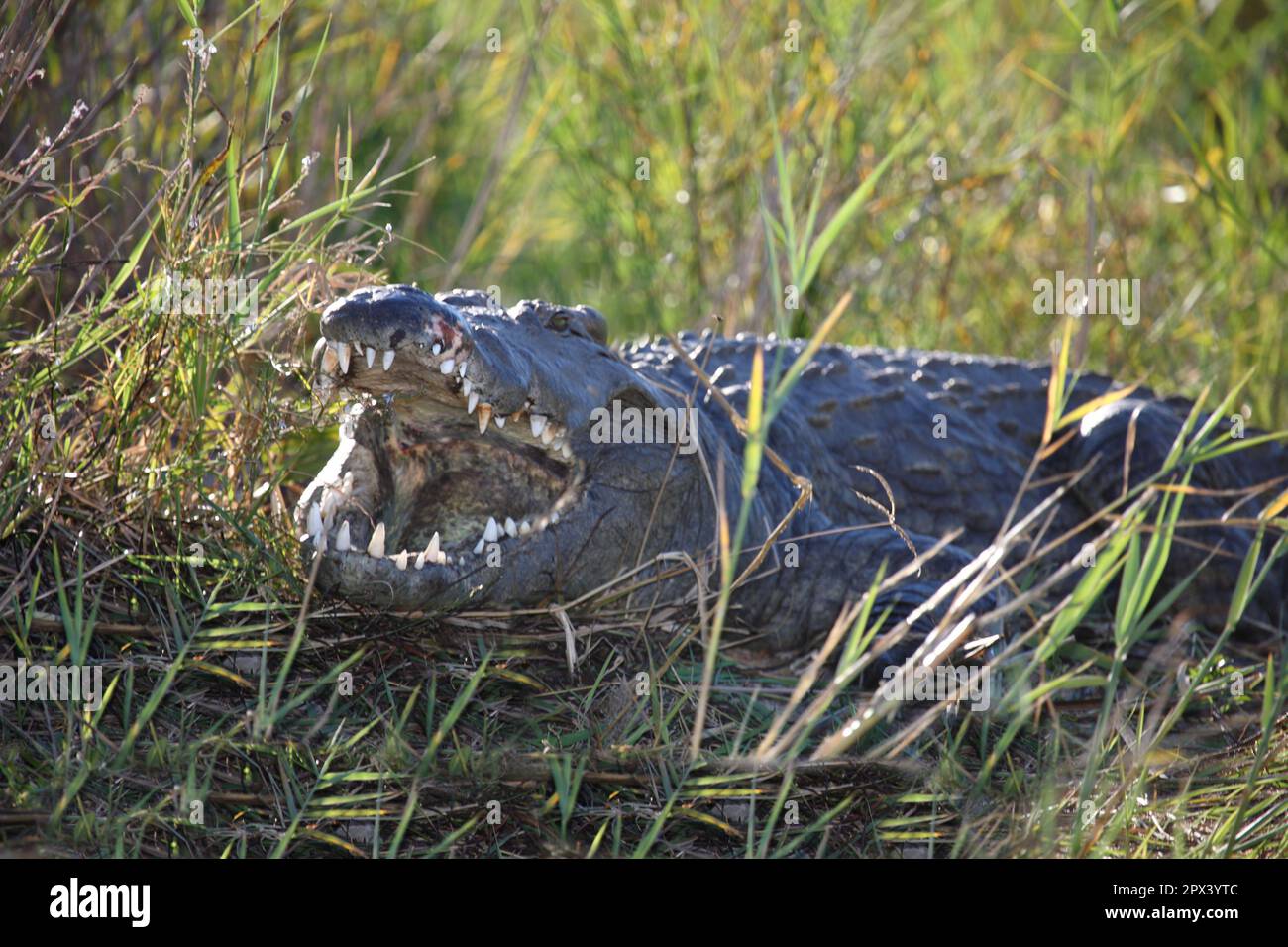 Nilkrokodil / Nile crocodile / Crocodylus niloticus Stock Photo - Alamy