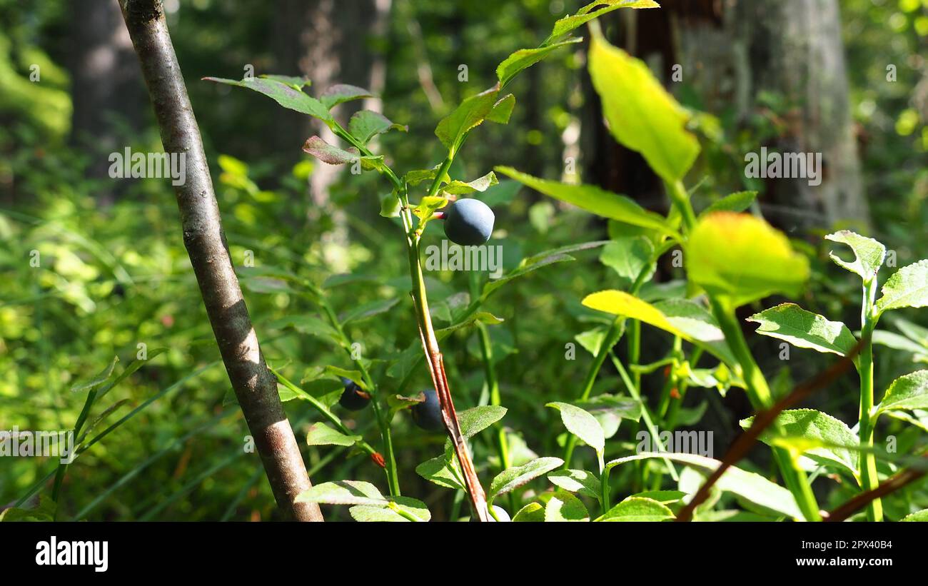 Blueberry, or Blueberry myrtle Vaccinium myrtillus, a low-growing shrub ...