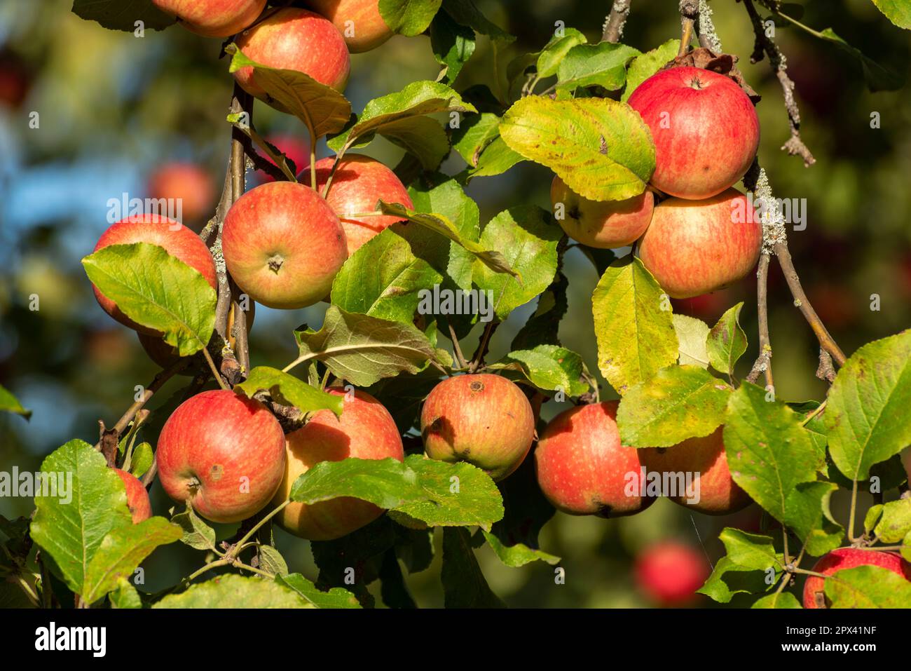 Ripe, red apples hanging from the branch of an apple tree in the sunshine Stock Photo - Alamy