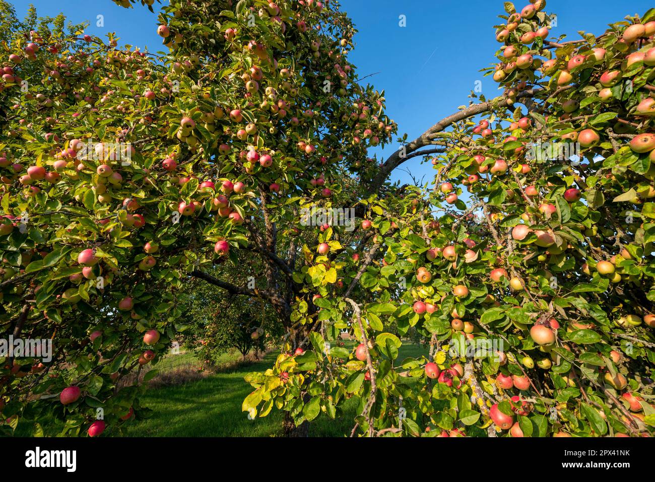 Ripe, red and yellow-green apples hanging from the branch of an apple ...