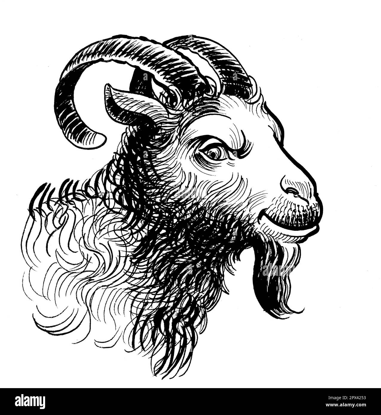 Goat head. Hand-drawn ink on paper black and white illustration Stock ...