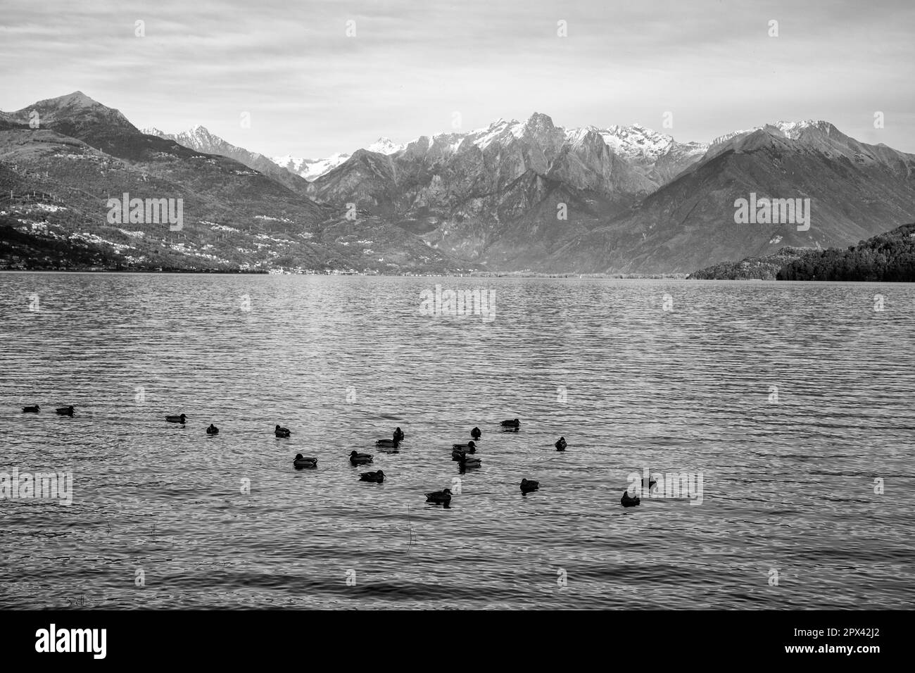Lake view with ducks and mountains on the back Stock Photo - Alamy