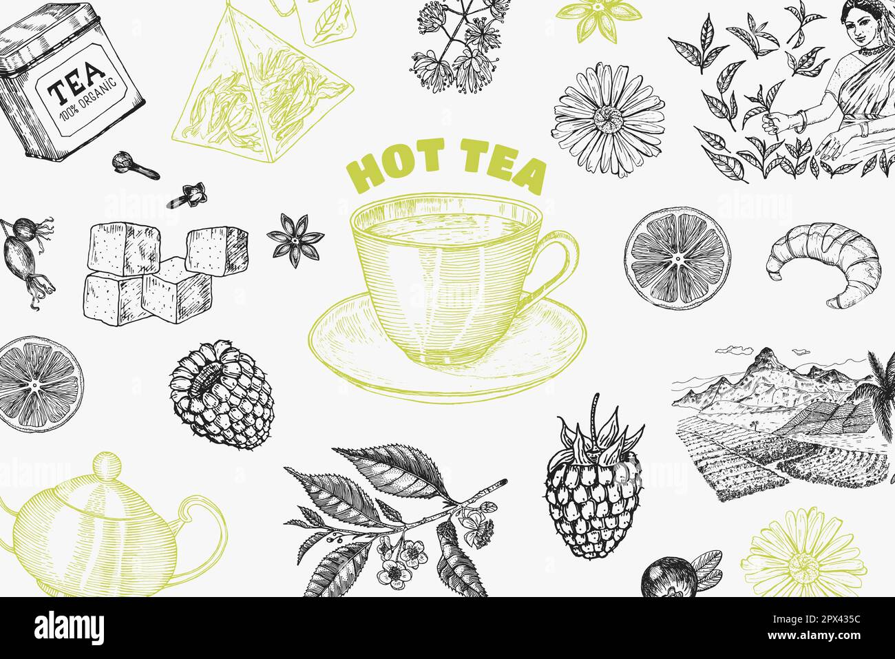 Herbal Tea bag brewing cooking directions. Teapot, cup, sugar, plants ...