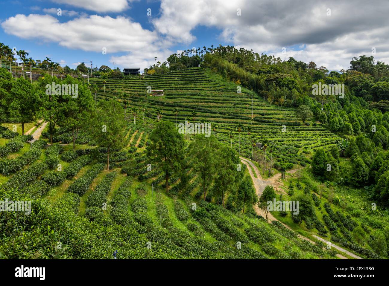 Fresh green tea terrace farm mountain in Nantou of Taiwan Stock Photo ...