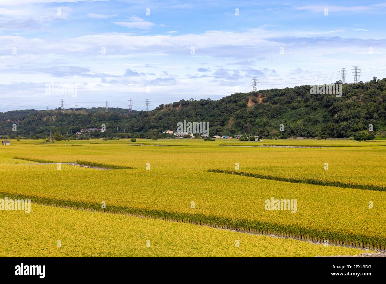 Taichung waipu rice paddy field hi-res stock photography and images - Alamy