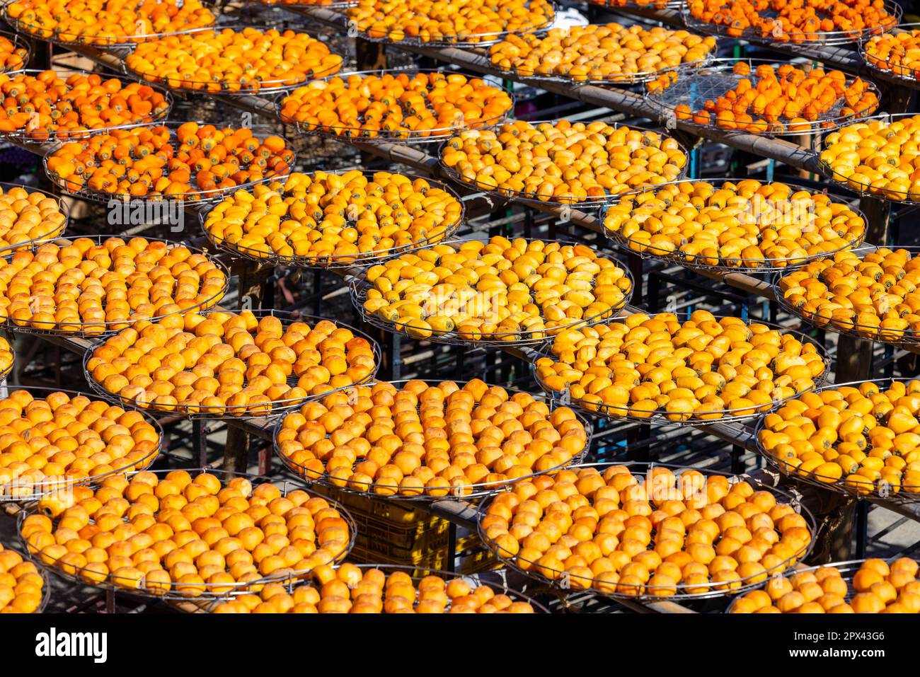 Dry Persimmon fruit production under sunshine in factory Stock Photo ...