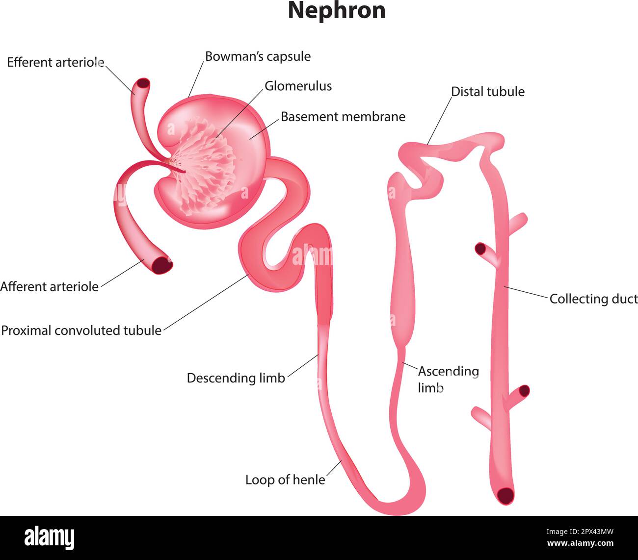 Function of the nephron hi-res stock photography and images - Alamy