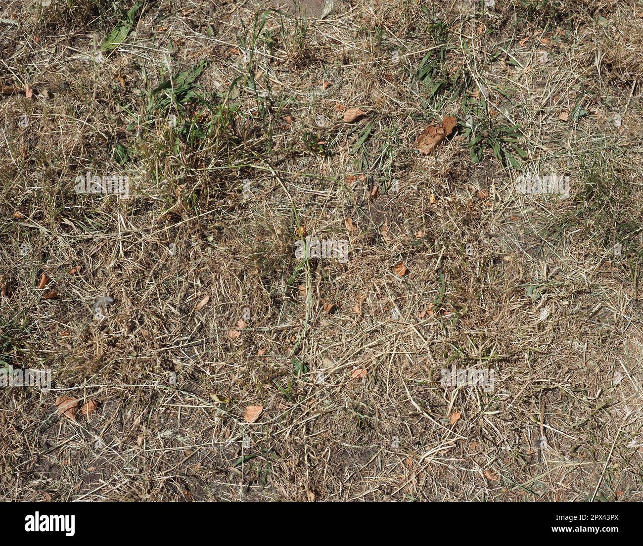 meadow turning yellow due to drought and climate change useful as a ...