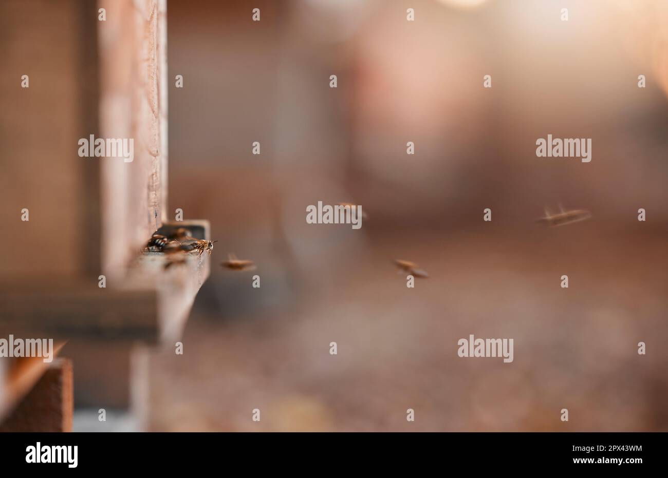Bee farming, agriculture and bees in a natural environment for ...