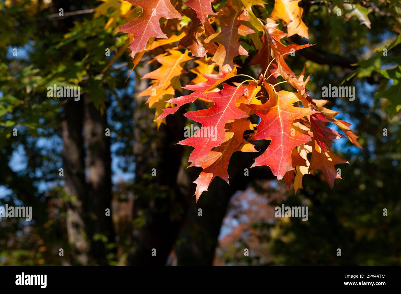 A clump of autumnal maple leaves hanging from a branch Stock Photo - Alamy