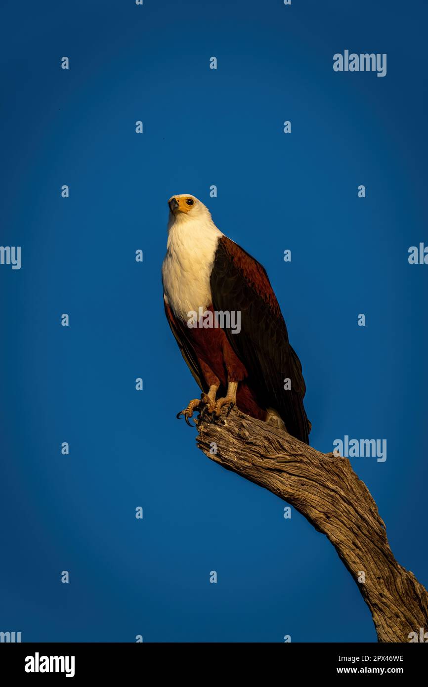 African fish eagle watches camera from stump Stock Photo - Alamy