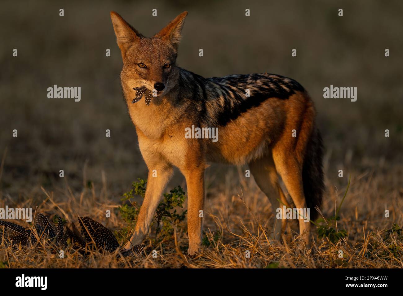 Black-backed jackal stands with feathers in mouth Stock Photo - Alamy