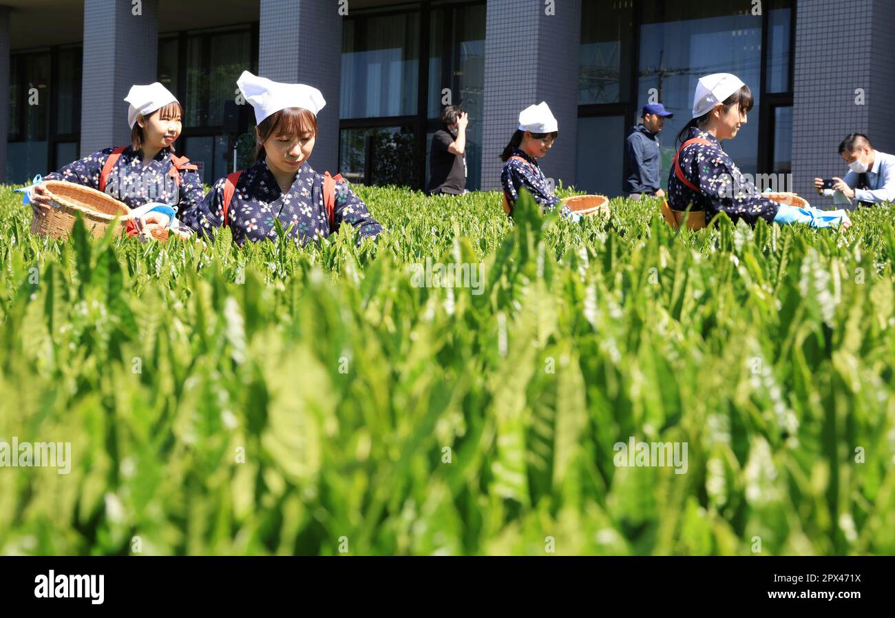 Women wearing kimono pick tea leaves by hand during an event, Hachiju ...