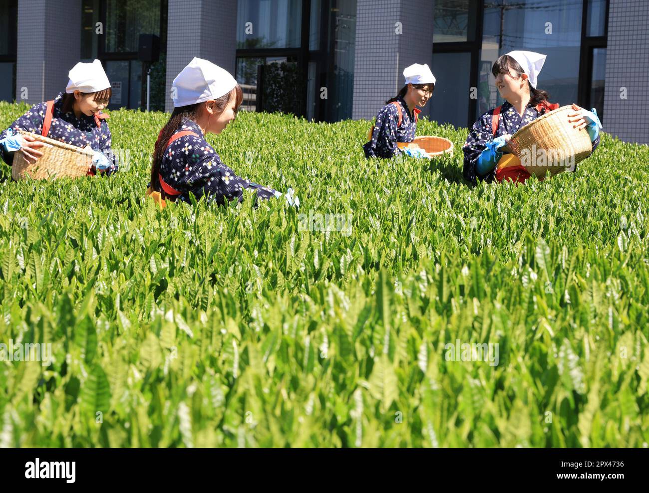 Women wearing kimono pick tea leaves by hand during an event, Hachiju ...