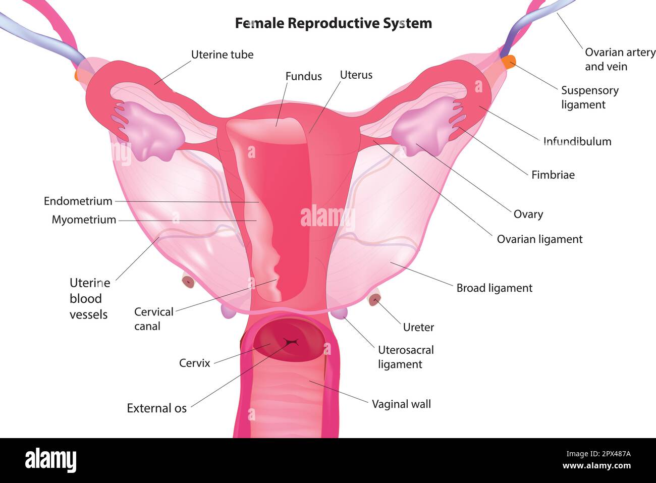 Labelled Female Reproductive System Diagram Stock Vector Image And Art 8386
