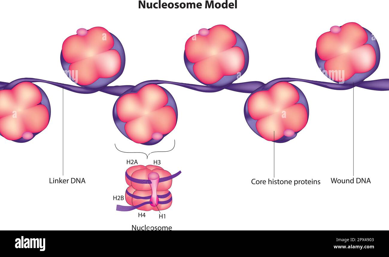 Nucleosome Definition