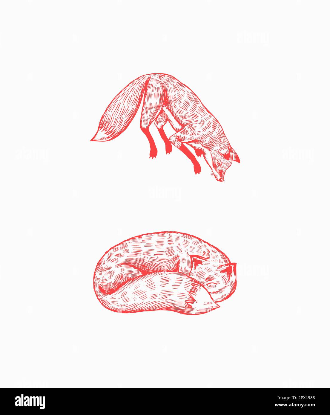 Vintage Fox Illustration Tumblr