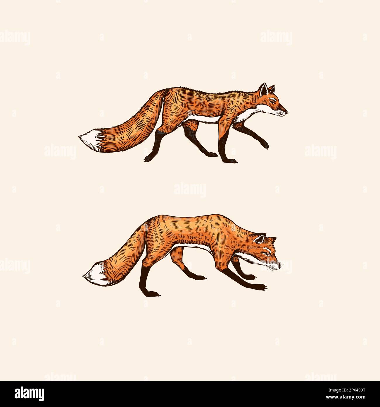Wild red fox set. Forest ginger animal flying and jumping. Vector ...