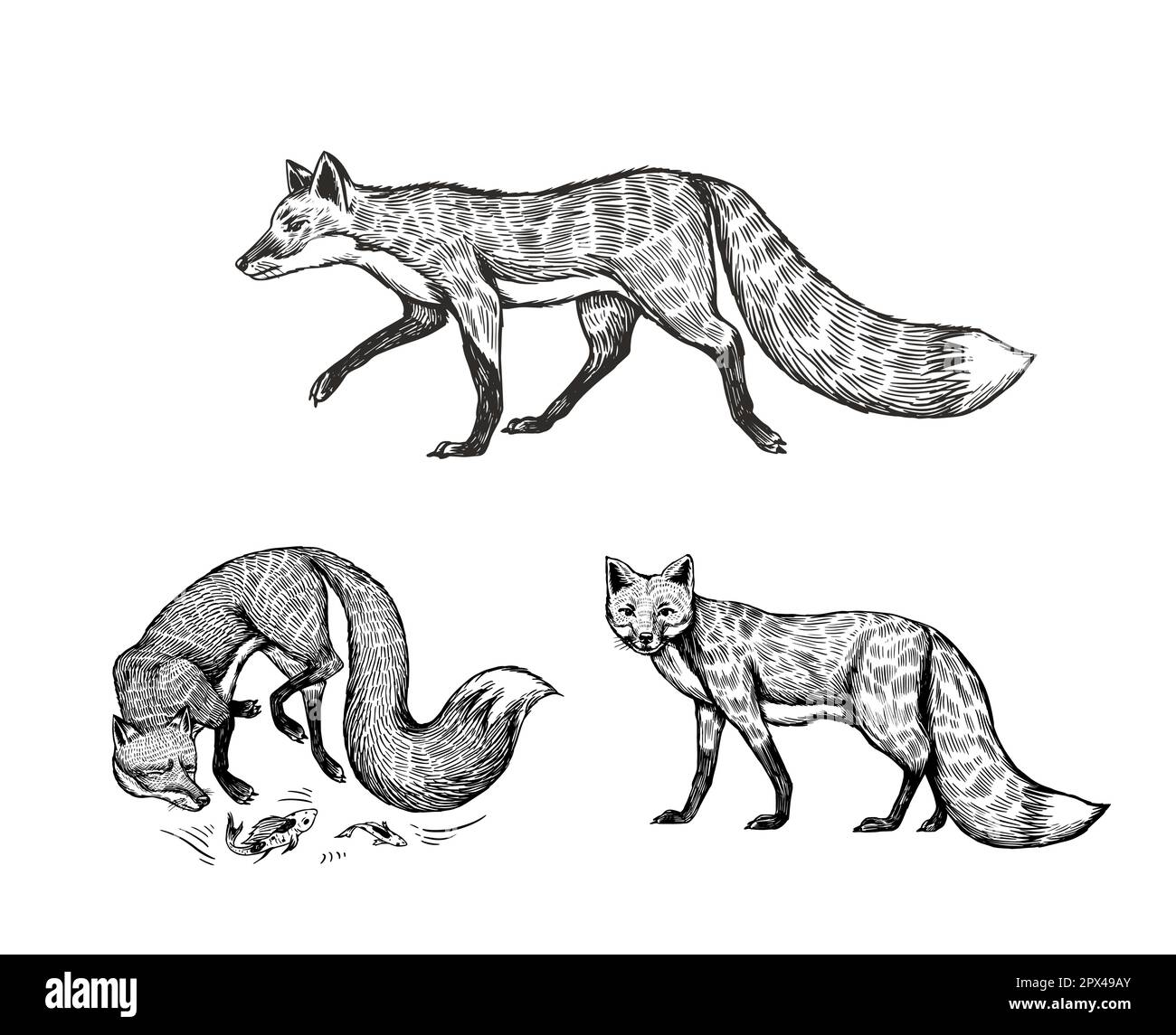 Vintage Fox Illustration Tumblr