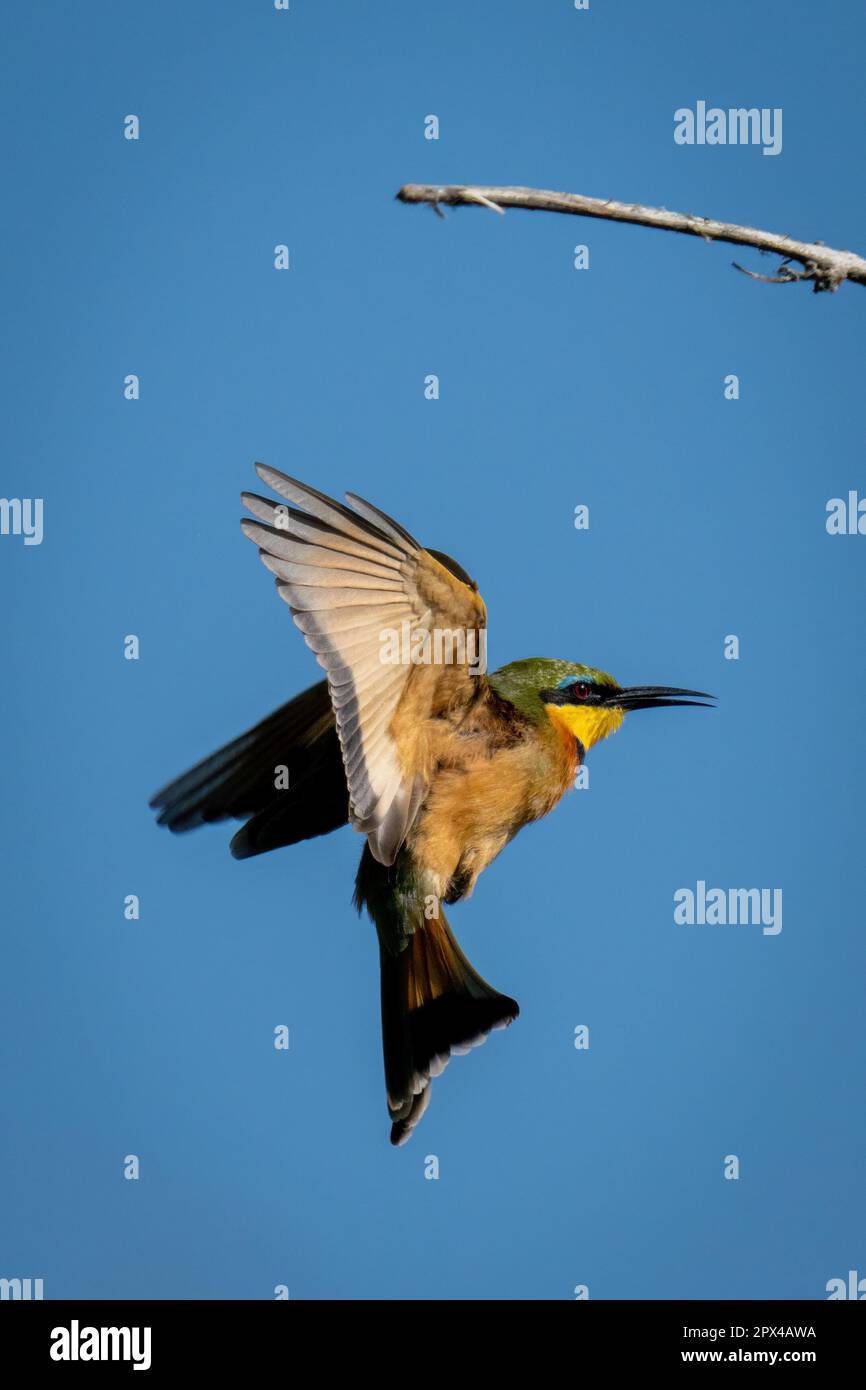 Little bee-eater flaps wings under blue sky Stock Photo - Alamy