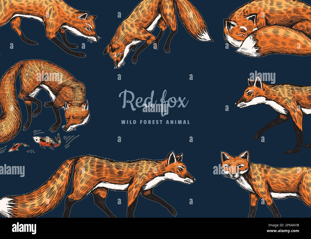 Wild red fox poster or banner. Forest ginger animal flying and jumping ...