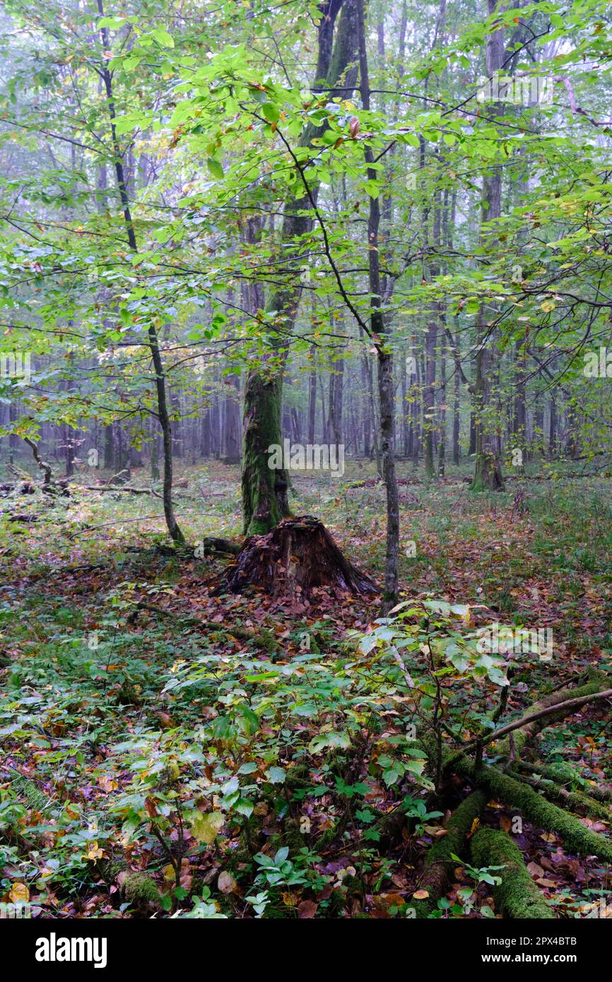 Misty morning in autumnal natural deciduous forest, Bialowieza Forest ...