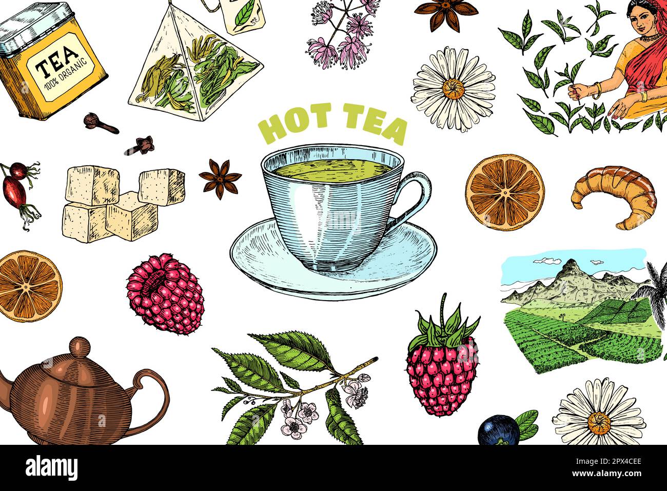 Herbal Tea bag brewing cooking directions. Teapot, cup, sugar, plants ...