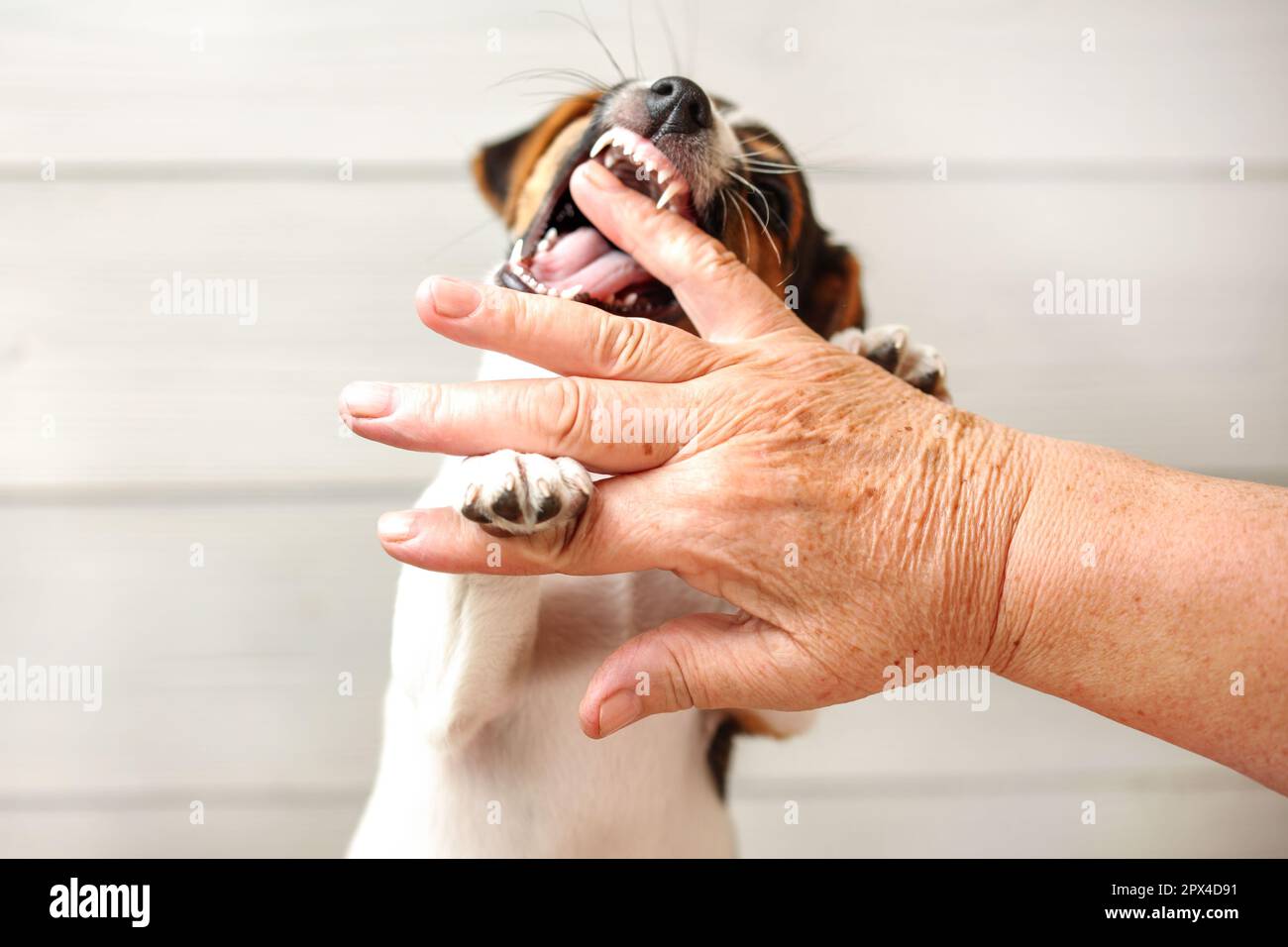 Senior woman hand getting bitten by Jack Russell terrier puppy Stock ...