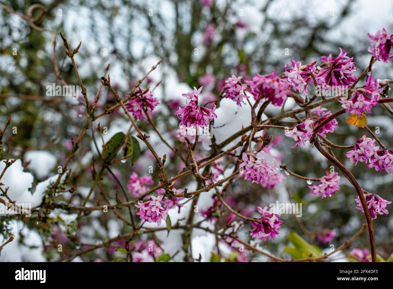 Yumthang flower valley hi-res stock photography and images - Alamy