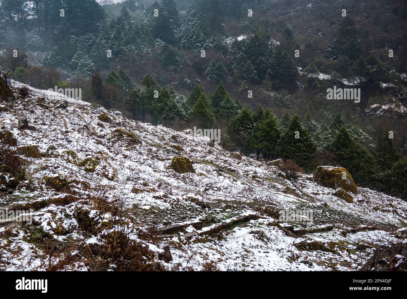 Yumthang Valley, North Sikkim is a paradise on earth, which is full of ...