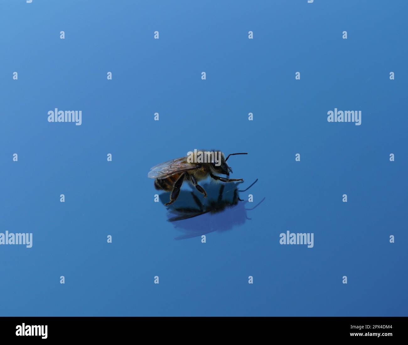 Wild Bee sitting on a windshield with reflection Stock Photo - Alamy