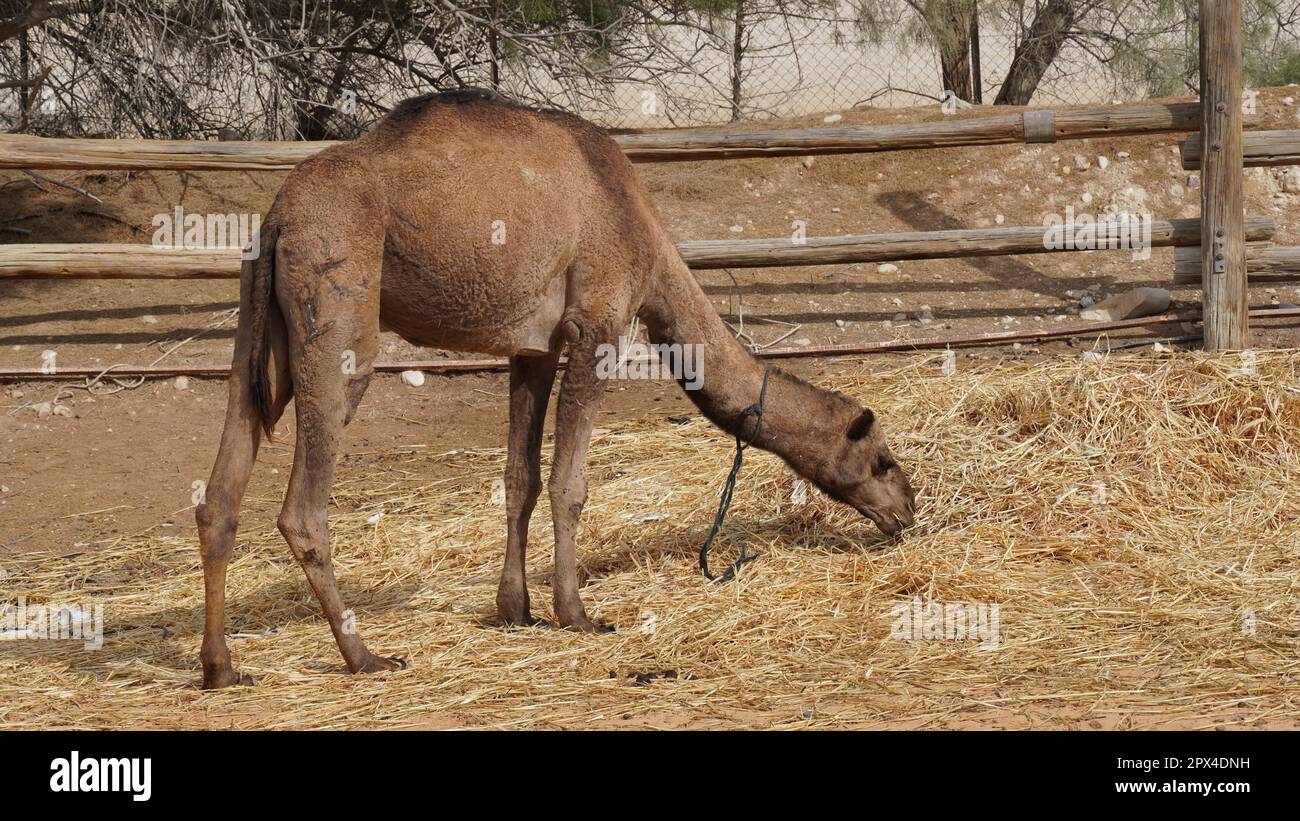 A young dromedary, Camelus dromedarius, also called Arabian camel, one ...
