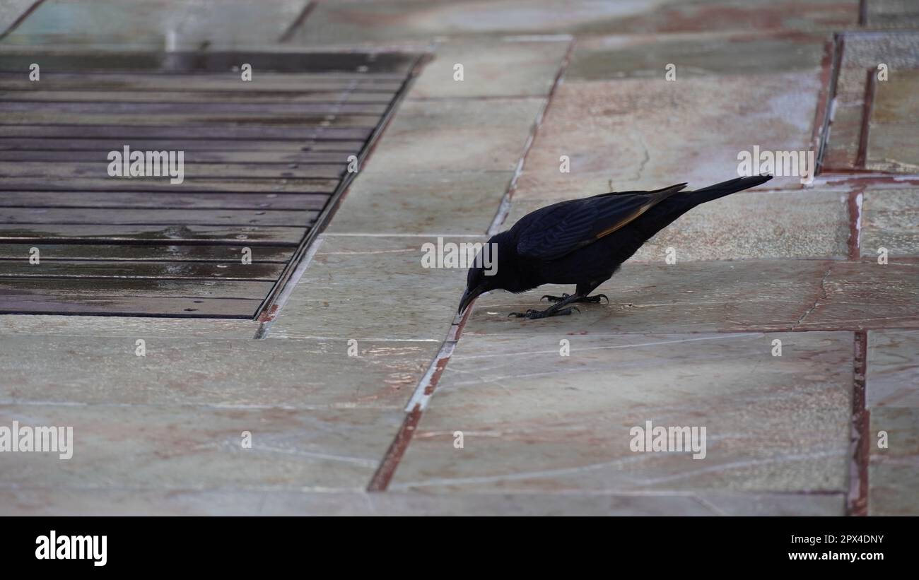 Closeup of a male Tristam's starling drinking water in a street in ...
