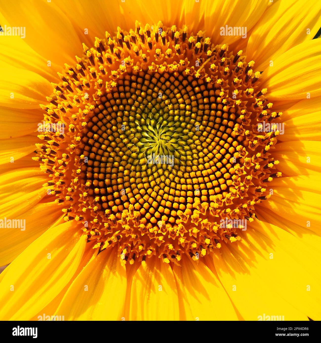 The Helianthus sunflower is a genus of plants in the Asteraceae family ...
