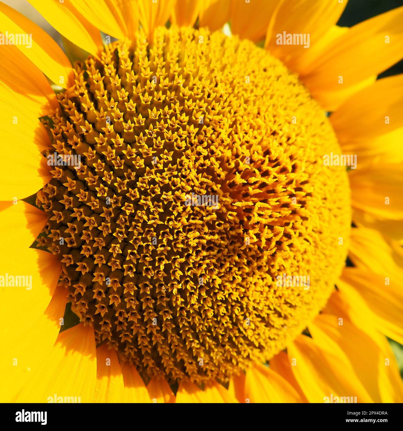 The Helianthus sunflower is a genus of plants in the Asteraceae family ...