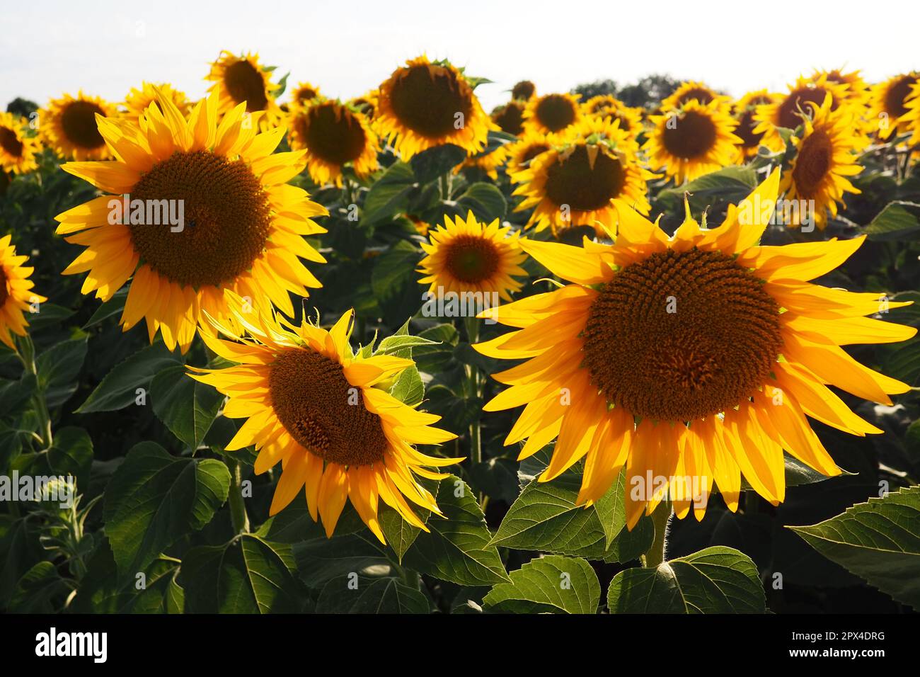 Agricultural sunflowers field. The Helianthus sunflower is a genus of ...