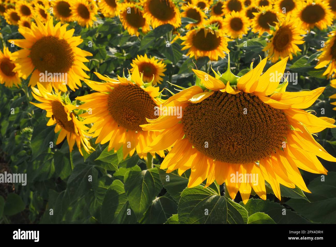 Agricultural sunflowers field. The Helianthus sunflower is a genus of ...