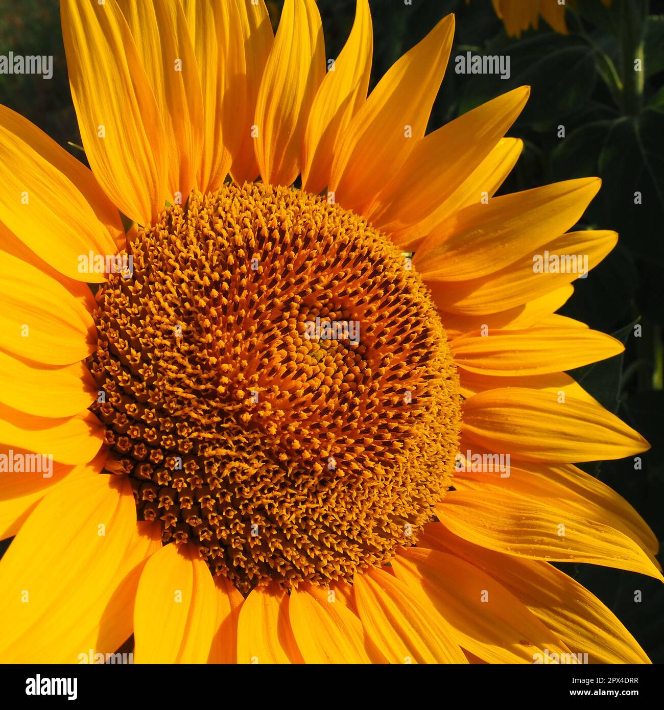 The Helianthus sunflower is a genus of plants in the Asteraceae family ...