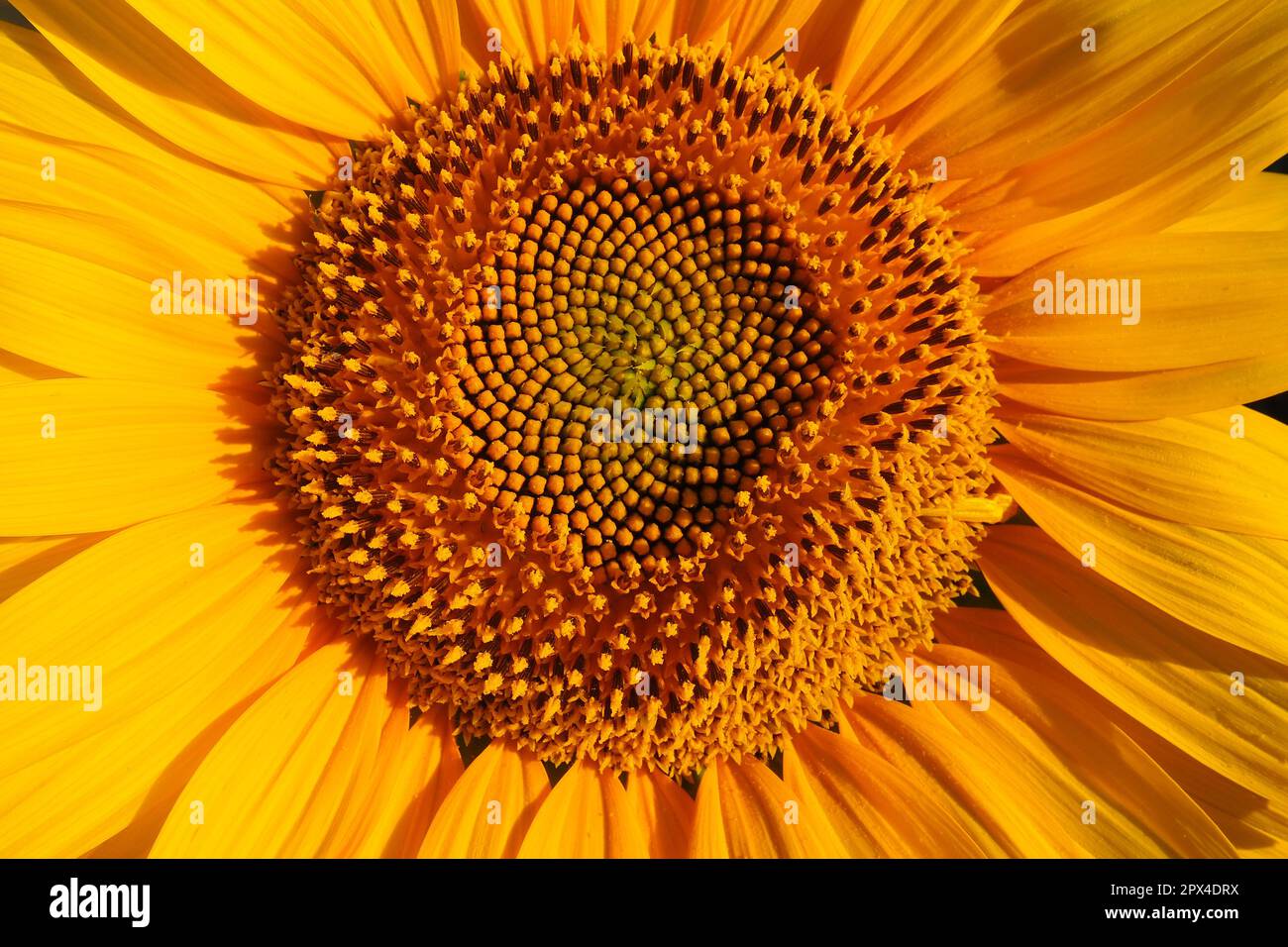 The Helianthus sunflower is a genus of plants in the Asteraceae family ...