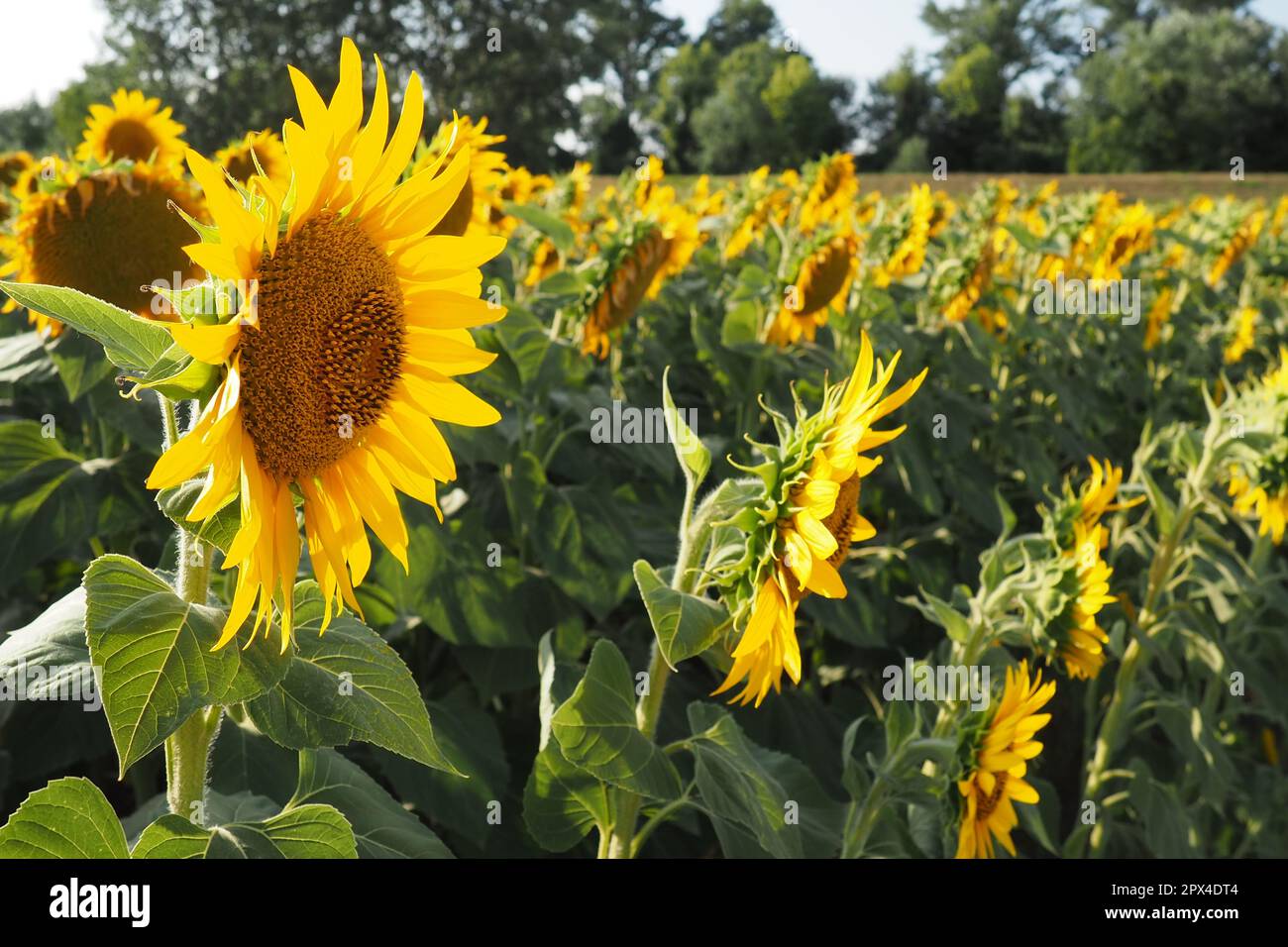 Agricultural sunflowers field. The Helianthus sunflower is a genus of ...