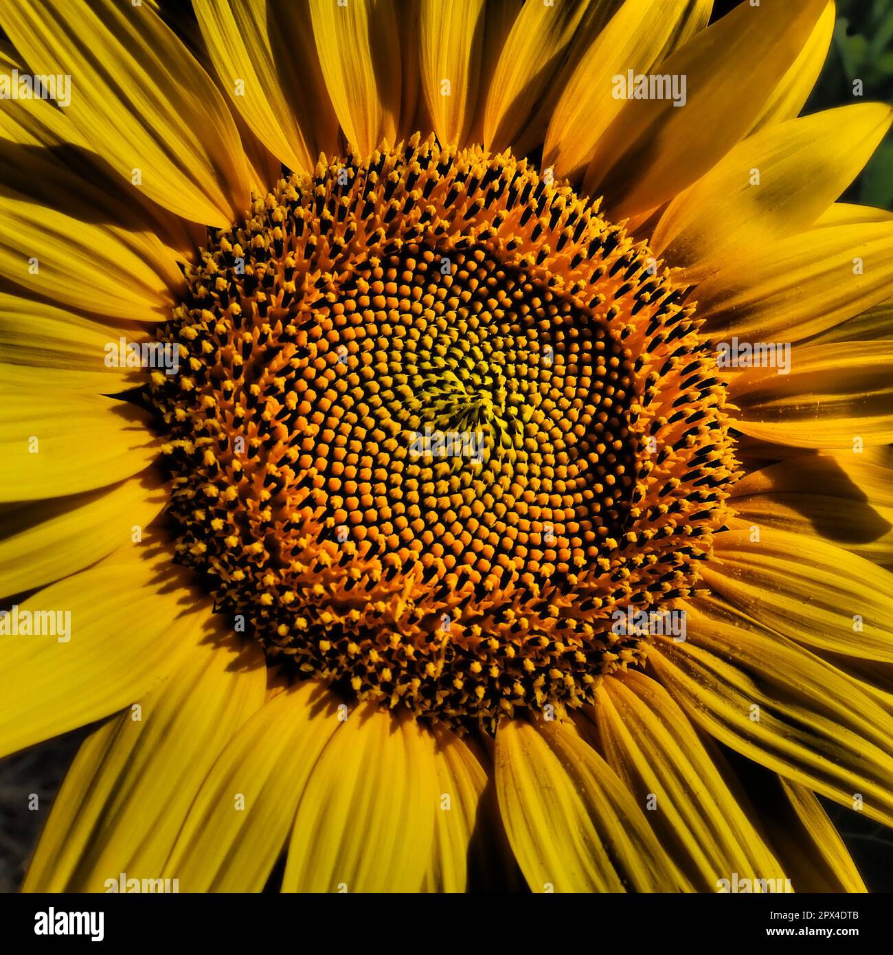 The Helianthus sunflower is a genus of plants in the Asteraceae family ...