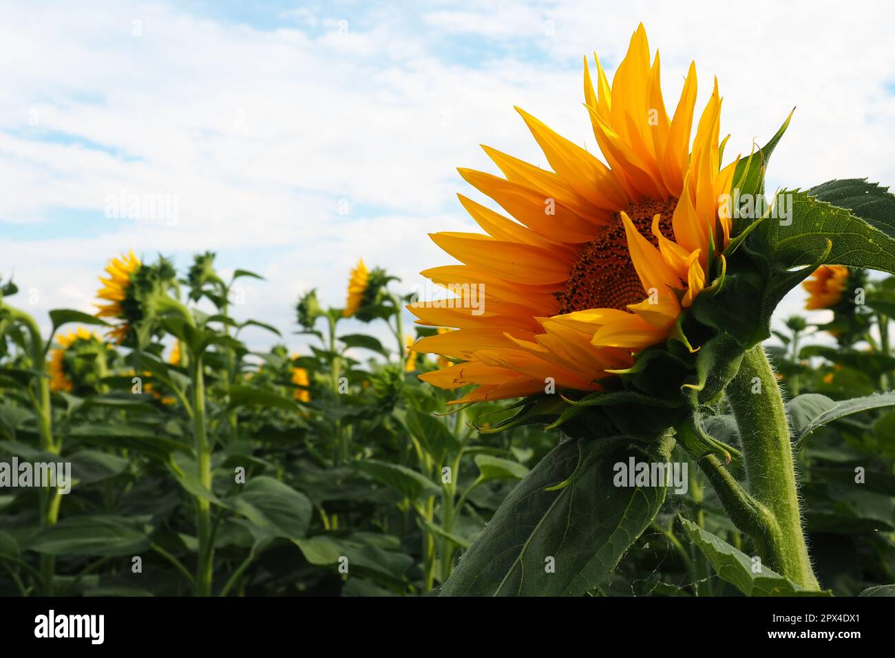 The Helianthus sunflower is a genus of plants in the Asteraceae family ...