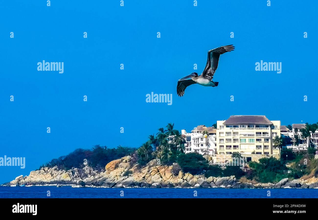 Beautiful pelican bird pelicans birds flying over the sea in Zicatela ...