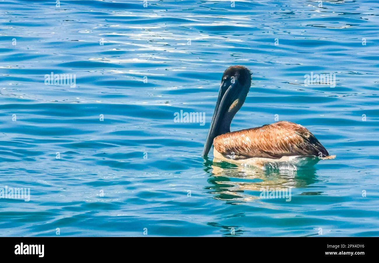 Pelican bird pelicans birds swim in water and drift by waves in ...