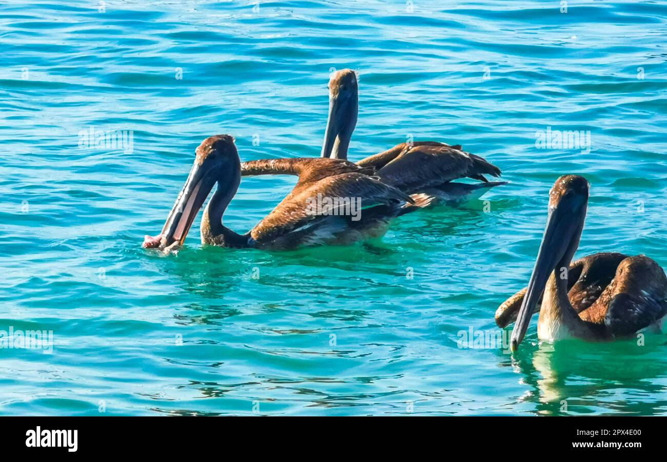 Pelicans birds catch and eat fish in Zicatela Puerto Escondido Oaxaca ...