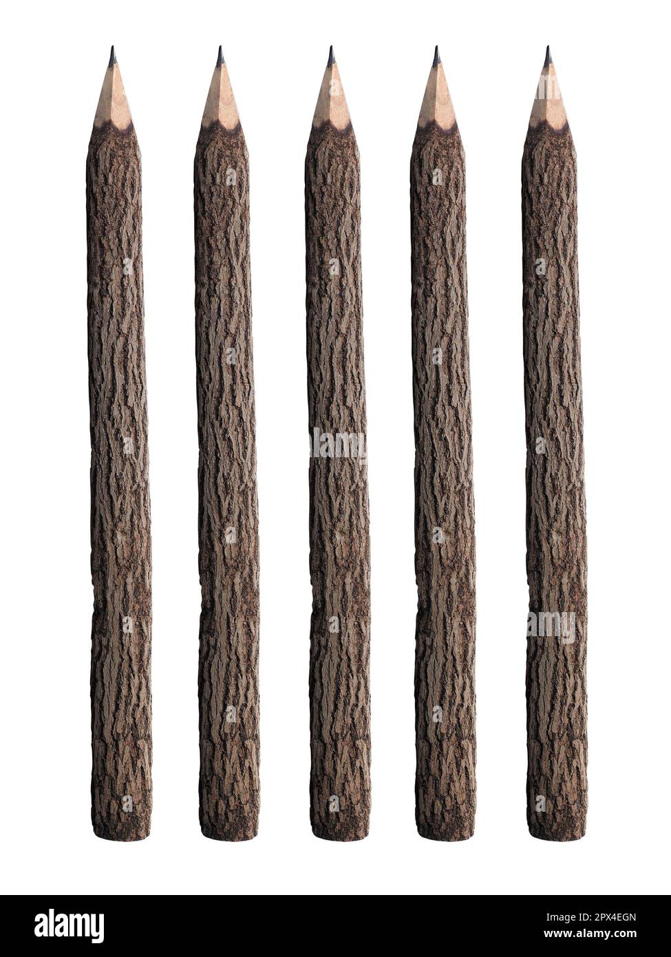 Branch pencil on a white background Stock Photo - Alamy