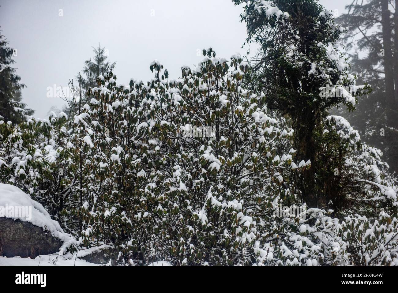 Yumthang Valley, North Sikkim is a paradise on earth, which is full of ...