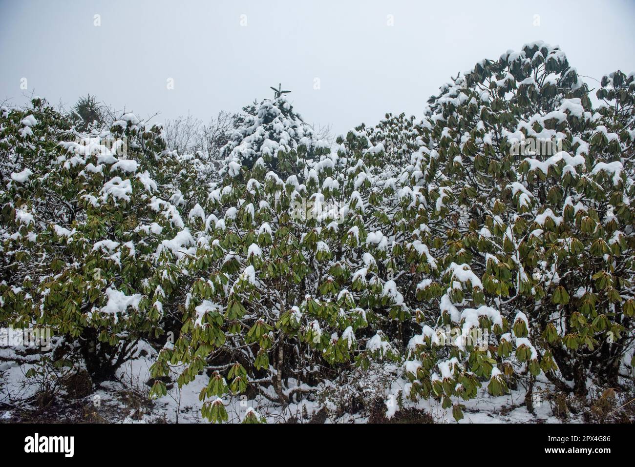 Yumthang Valley, North Sikkim is a paradise on earth, which is full of ...