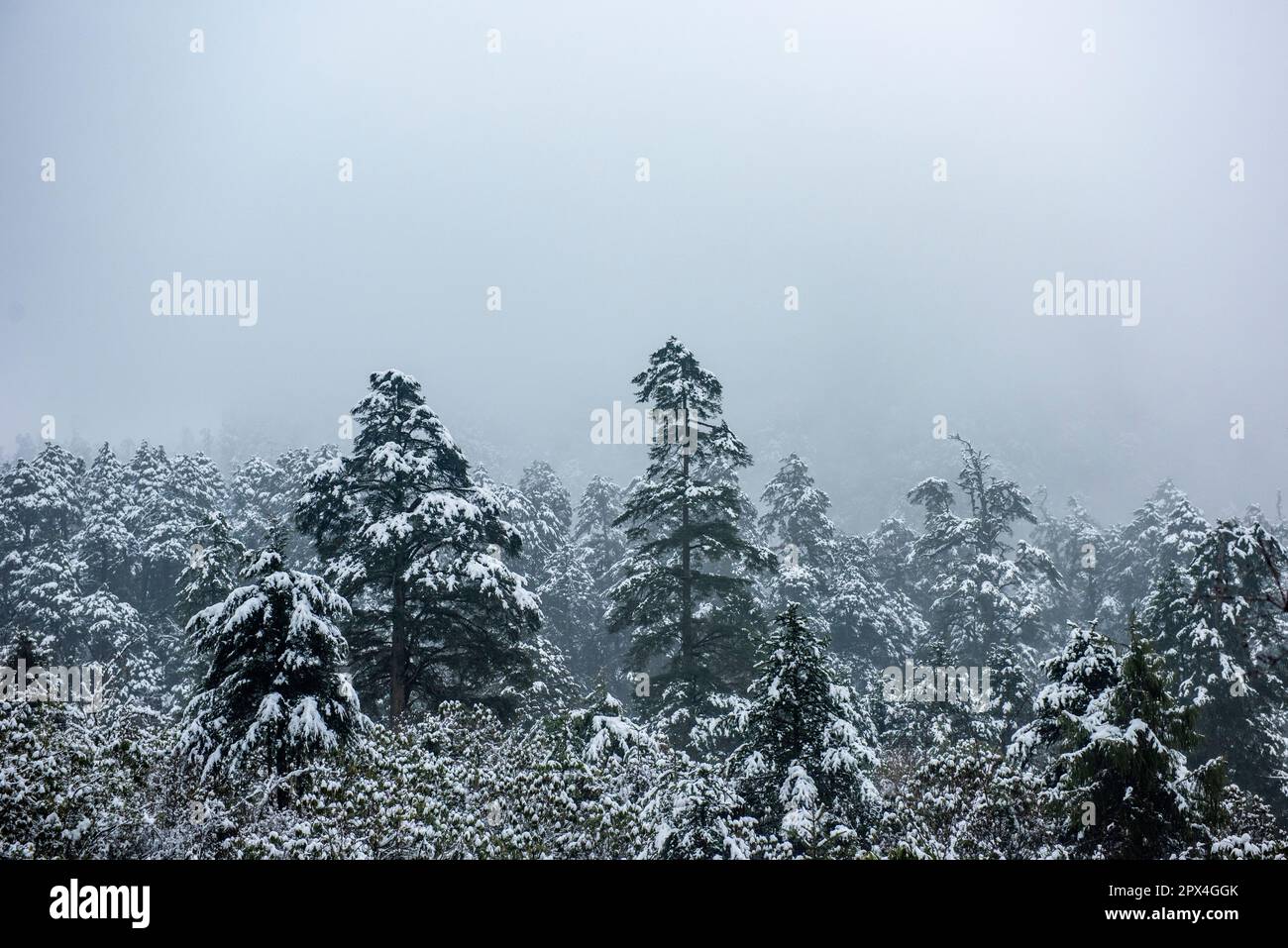 Yumthang Valley, North Sikkim is a paradise on earth, which is full of ...