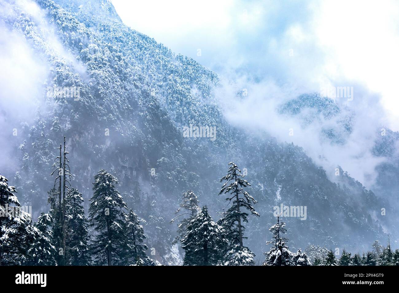 Yumthang Valley, North Sikkim is a paradise on earth, which is full of ...